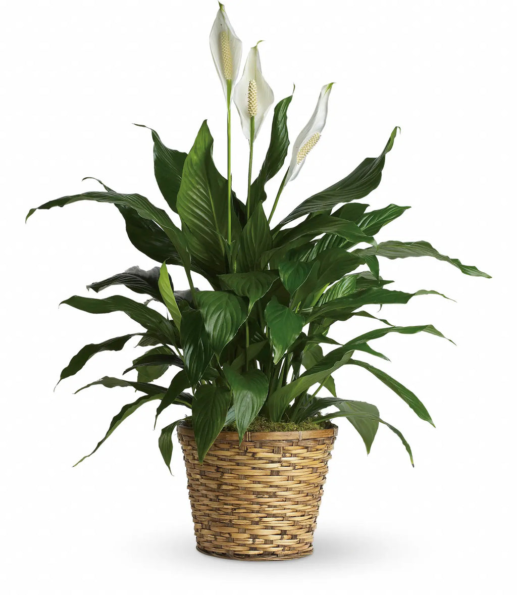 Peace Lily (10" basket) – FlowerPeddler